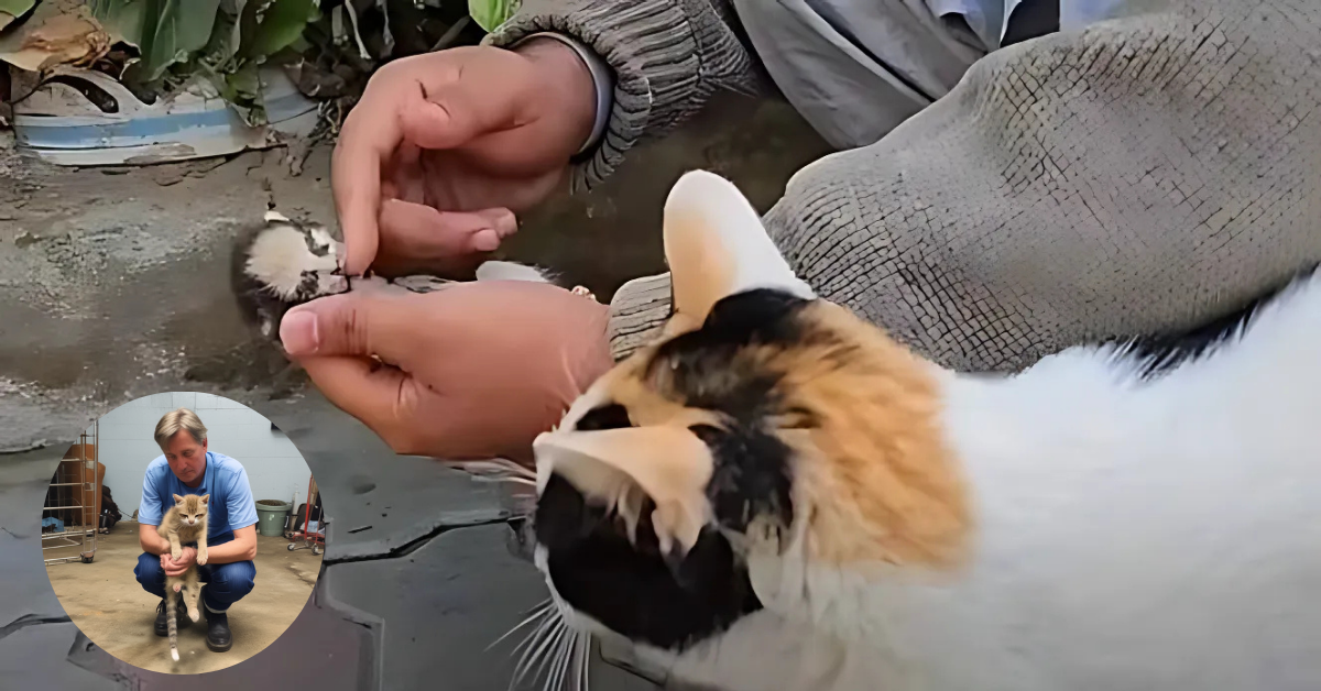 When the mother cat puts her dying kitten in the hands of a man, she ...