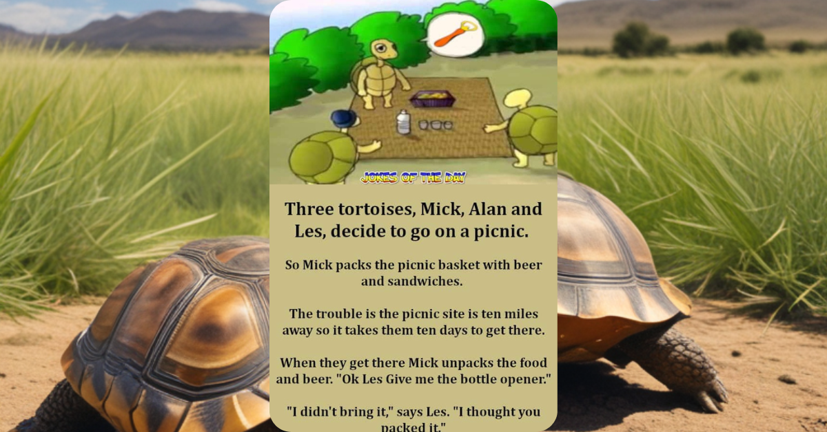 Three tortoises set off for a picnic under the sun.